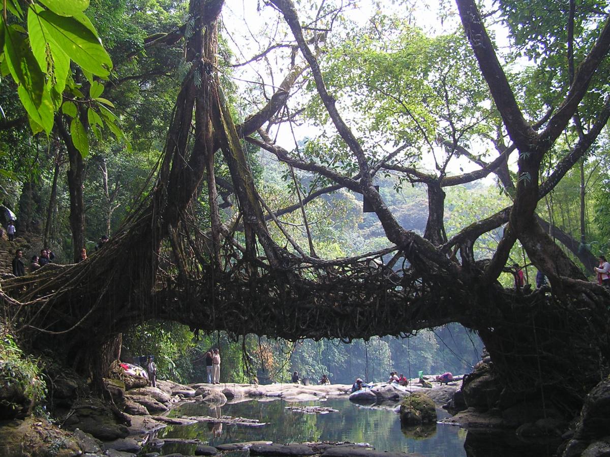 Traversing the Root Bridges at Mawlynnong,Cherrapunji – Astonishing India