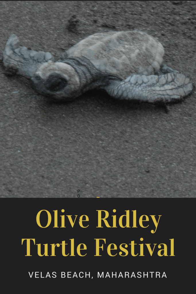 Olive Ridley Turtle Festival, Velas Beach, Maharashtra – Astonishing India