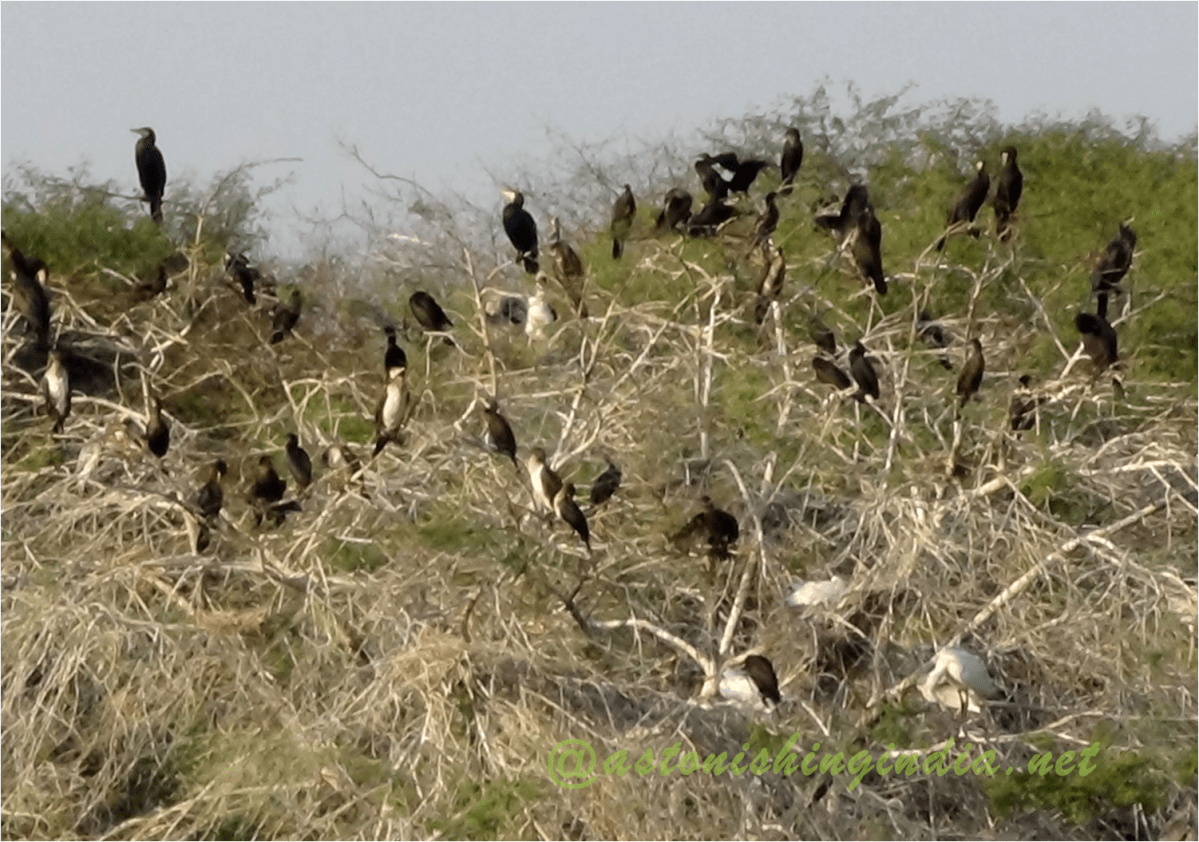 Migratory Birds In India – Astonishing India