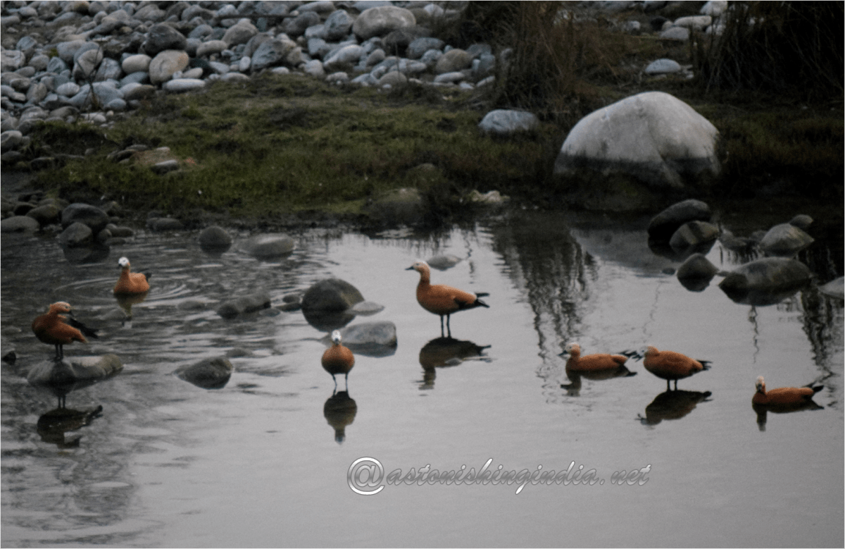 Migratory Birds In India – Astonishing India