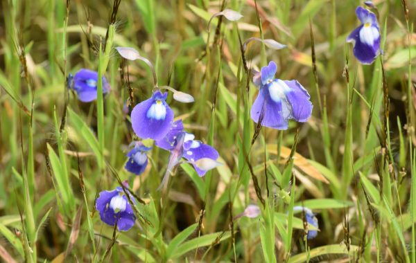 Why You Should Visit Kaas Pathar, The Plateau Of Flowers in Satara ...
