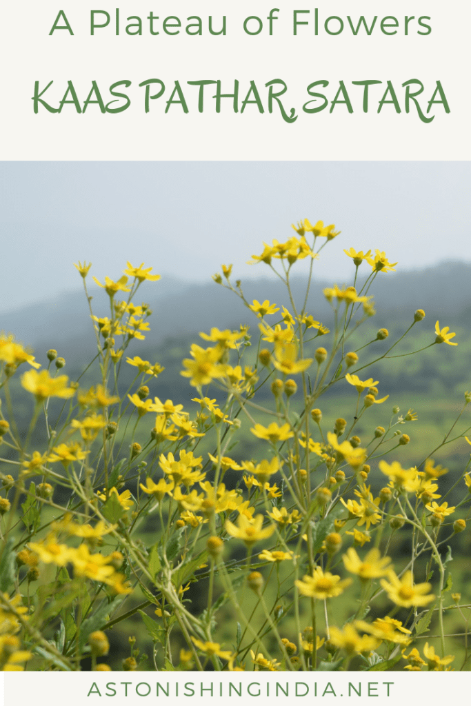 Why You Should Visit Kaas Pathar, The Plateau Of Flowers in Satara ...