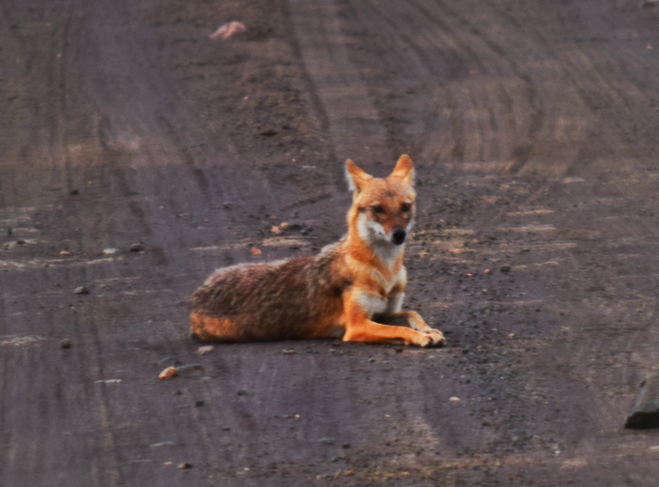 Wildlife Of Rajasthan – Astonishing India